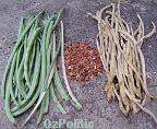 Beans - yardlong, Stickless Wonder - Vigna Unguiculata ssp. Sesquipedalis